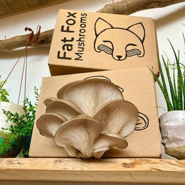 Mushroom Packaging Design and Packing Process